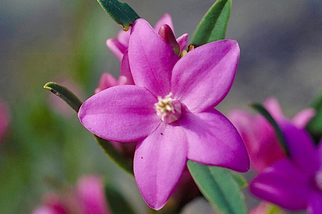 Crowea – Australian Bush Flower Essences