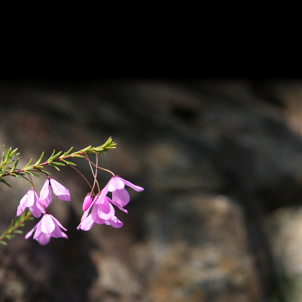 Ian's August 2023 Newsletter – Australian Bush Flower Essences