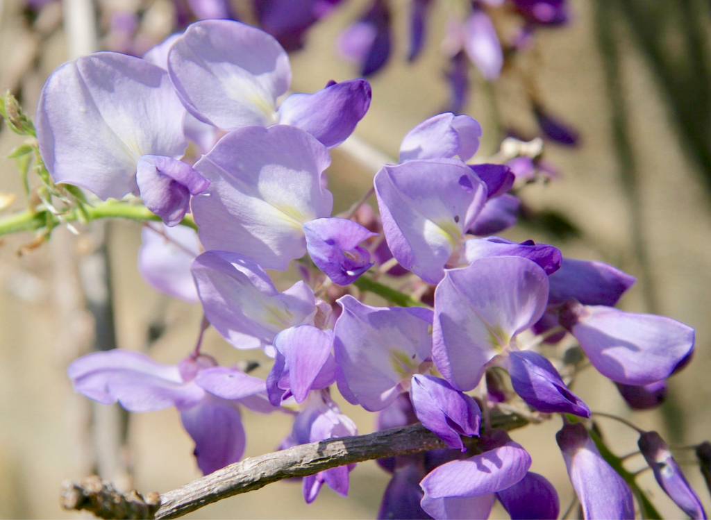 Ian's September Video Newsletter 2025 – Australian Bush Flower Essences