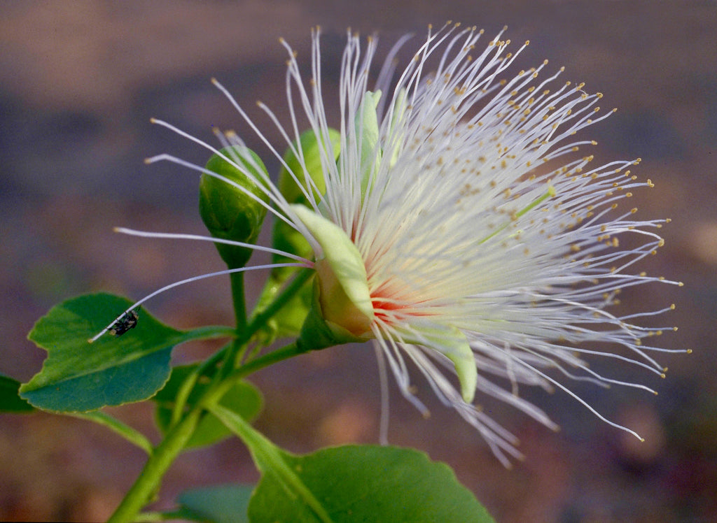 Billy Goat Plum – Australian Bush Flower Essences