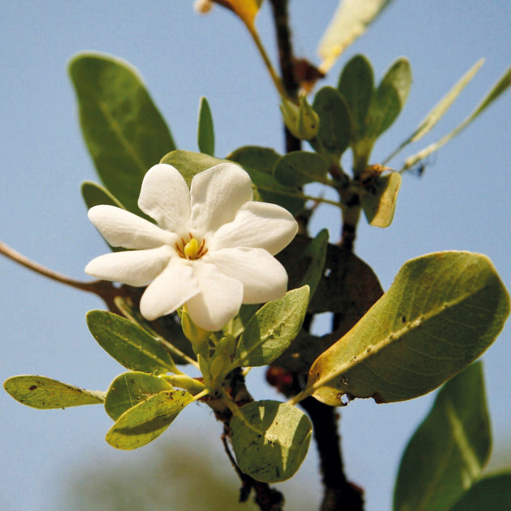 Ian’s September 2024 Video Newsletter – Australian Bush Flower Essences
