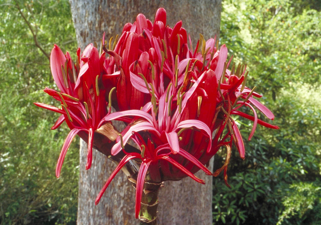 Gymea Lily – Australian Bush Flower Essences