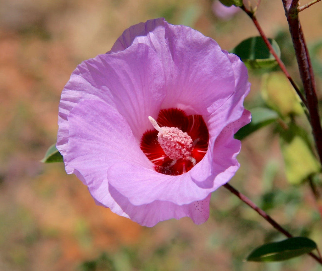 Sturt Desert Rose – Australian Bush Flower Essences