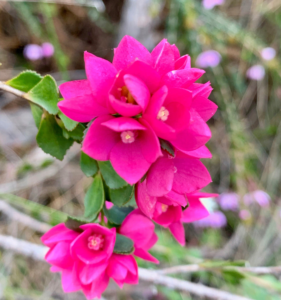 Sydney Rose – Australian Bush Flower Essences