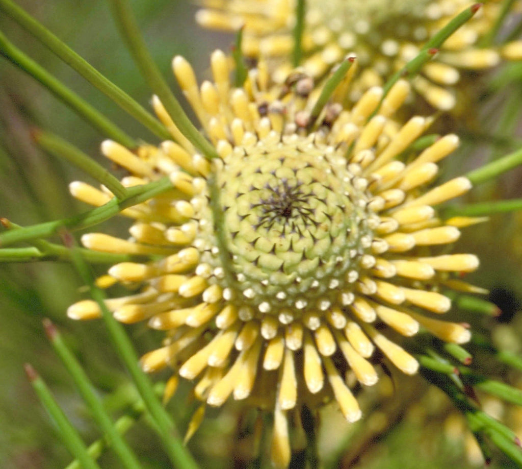 Isopogon – Australian Bush Flower Essences