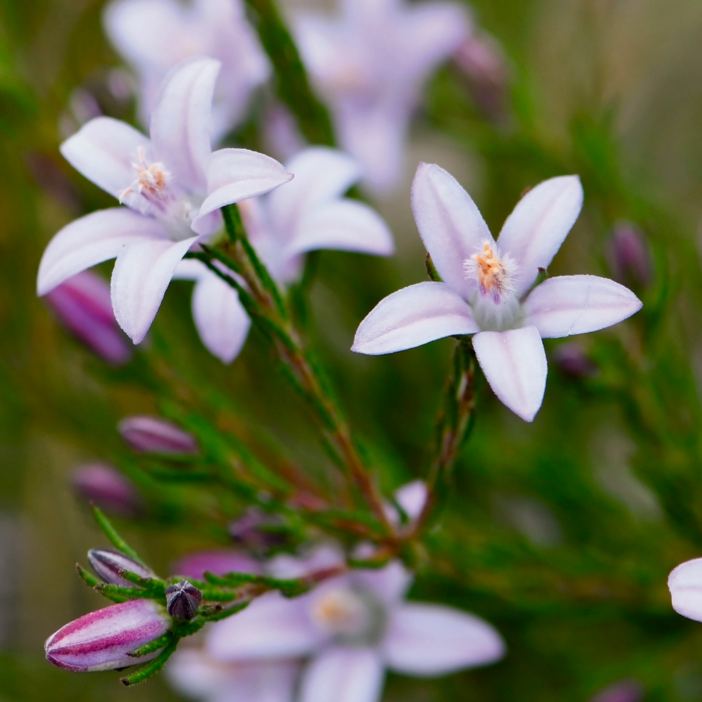 Ian’s February 2024 Video Newsletter – Australian Bush Flower Essences