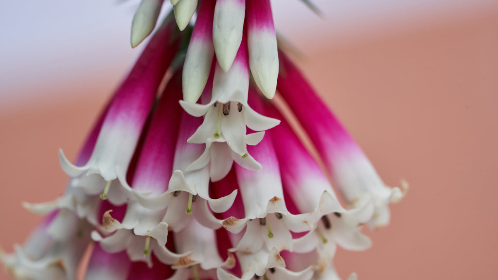 Ian's June 2023 Video Newsletter – Australian Bush Flower Essences