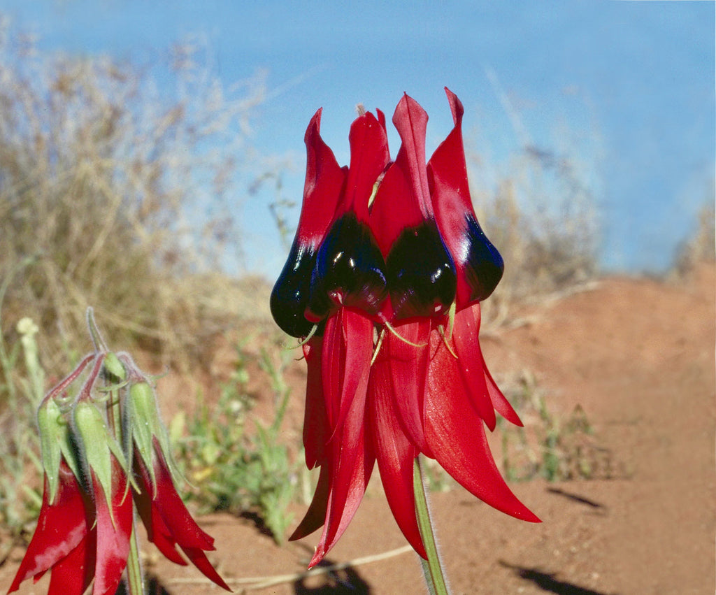 Sturt Desert Pea – Australian Bush Flower Essences