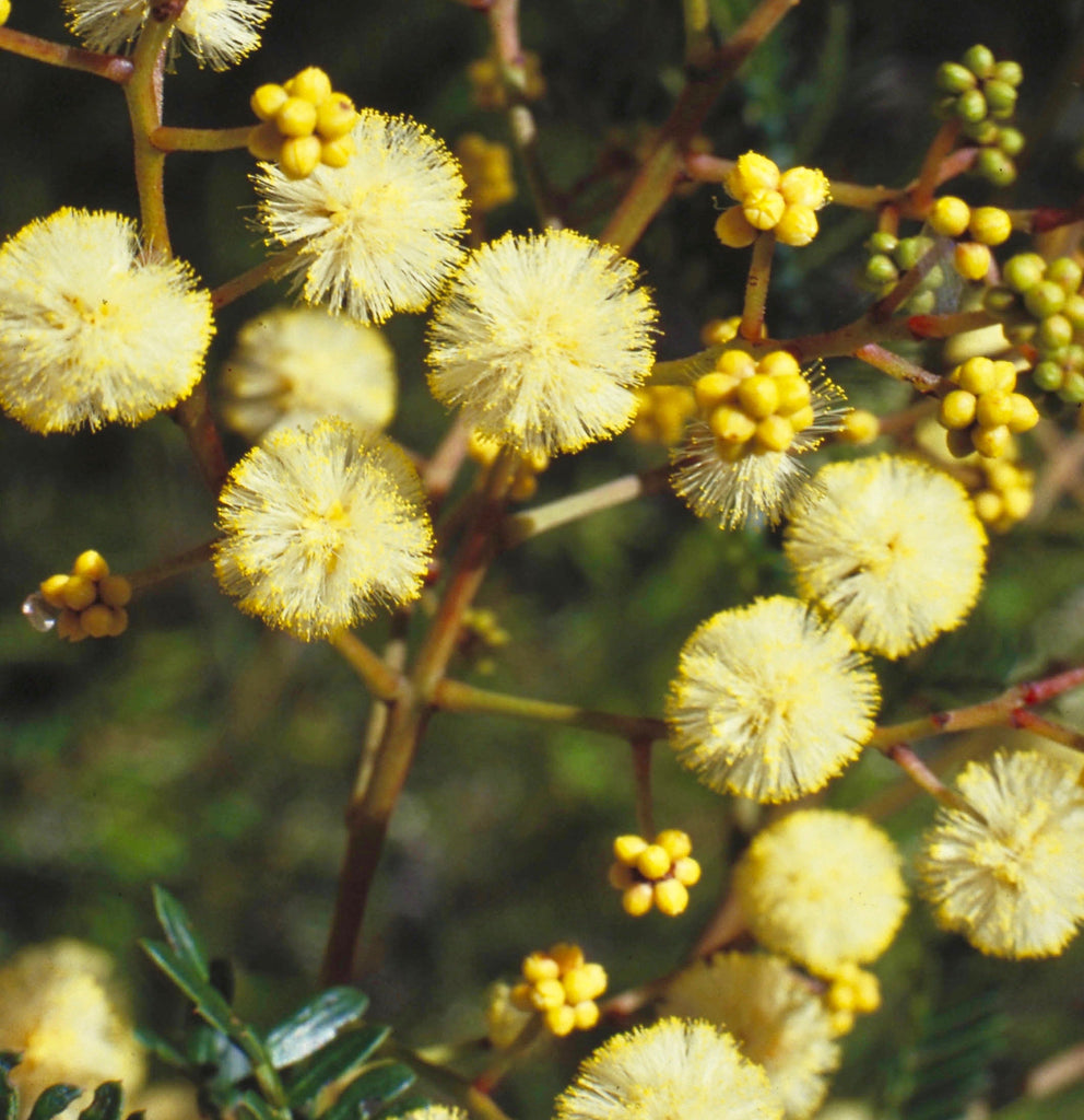 Sunshine Wattle – Australian Bush Flower Essences