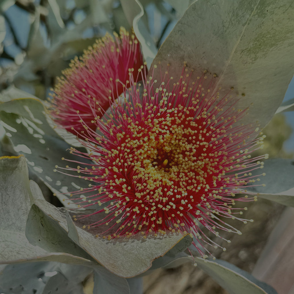 Ian's November Video Newsletter 2025 – Australian Bush Flower Essences