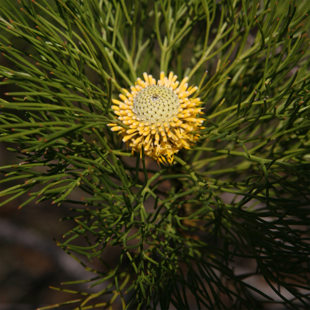 Ian's October 2023 Newsletter – Australian Bush Flower Essences