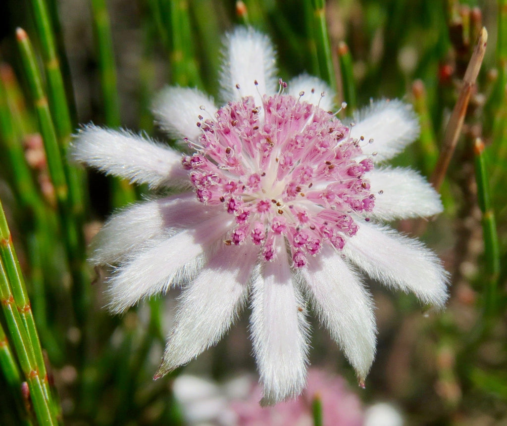Pink Flannel Flower – Australian Bush Flower Essences