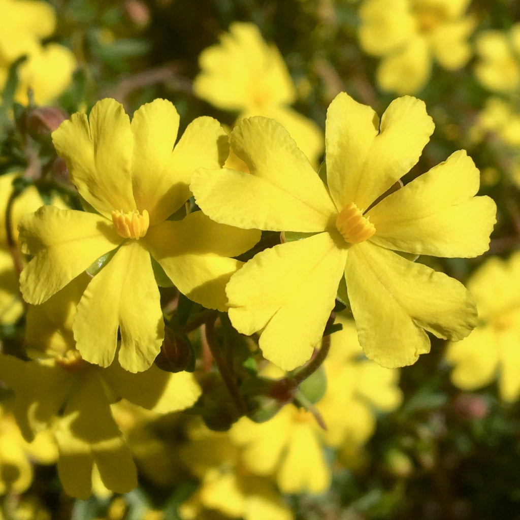 Ian's September 2022 Video Newsletter – Australian Bush Flower Essences