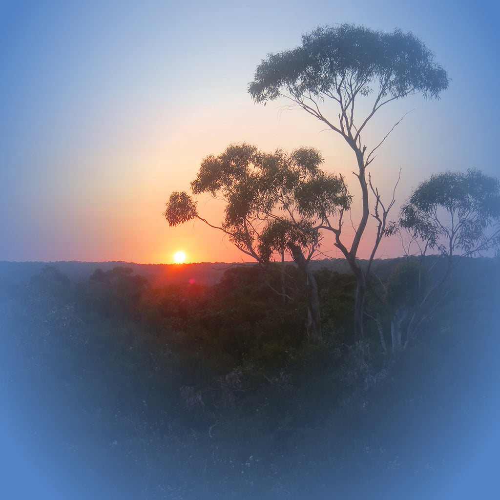 Get ready for the change in season with the Bush Essences – Australian ...