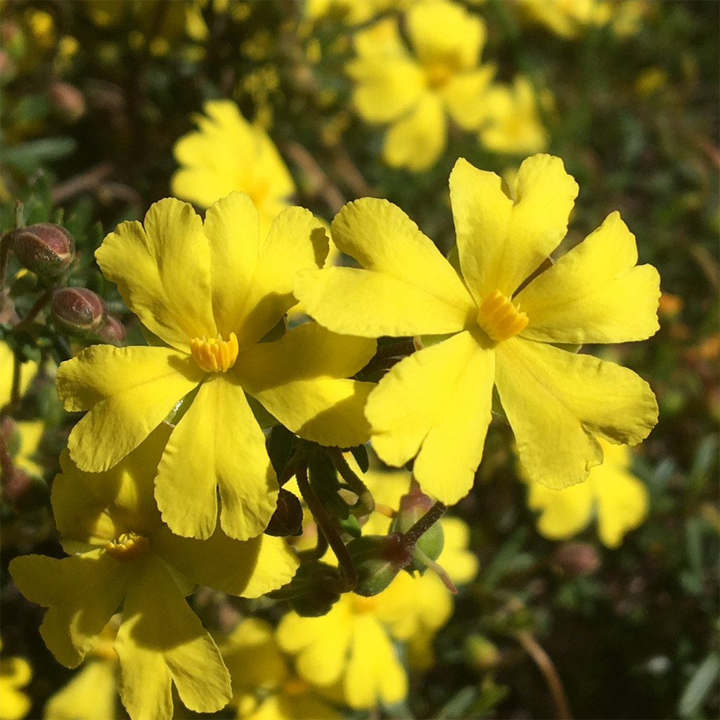 Ian's September 2023 Newsletter – Australian Bush Flower Essences