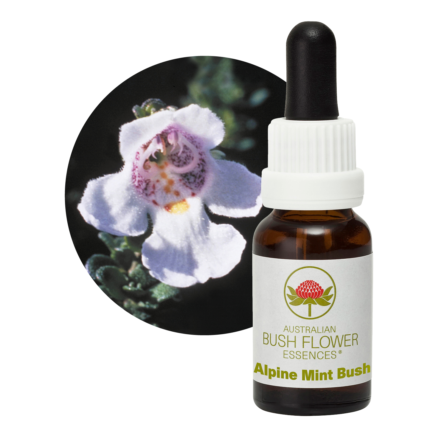 Alpine Mint Bush - Australia – Australian Bush Flower Essences
