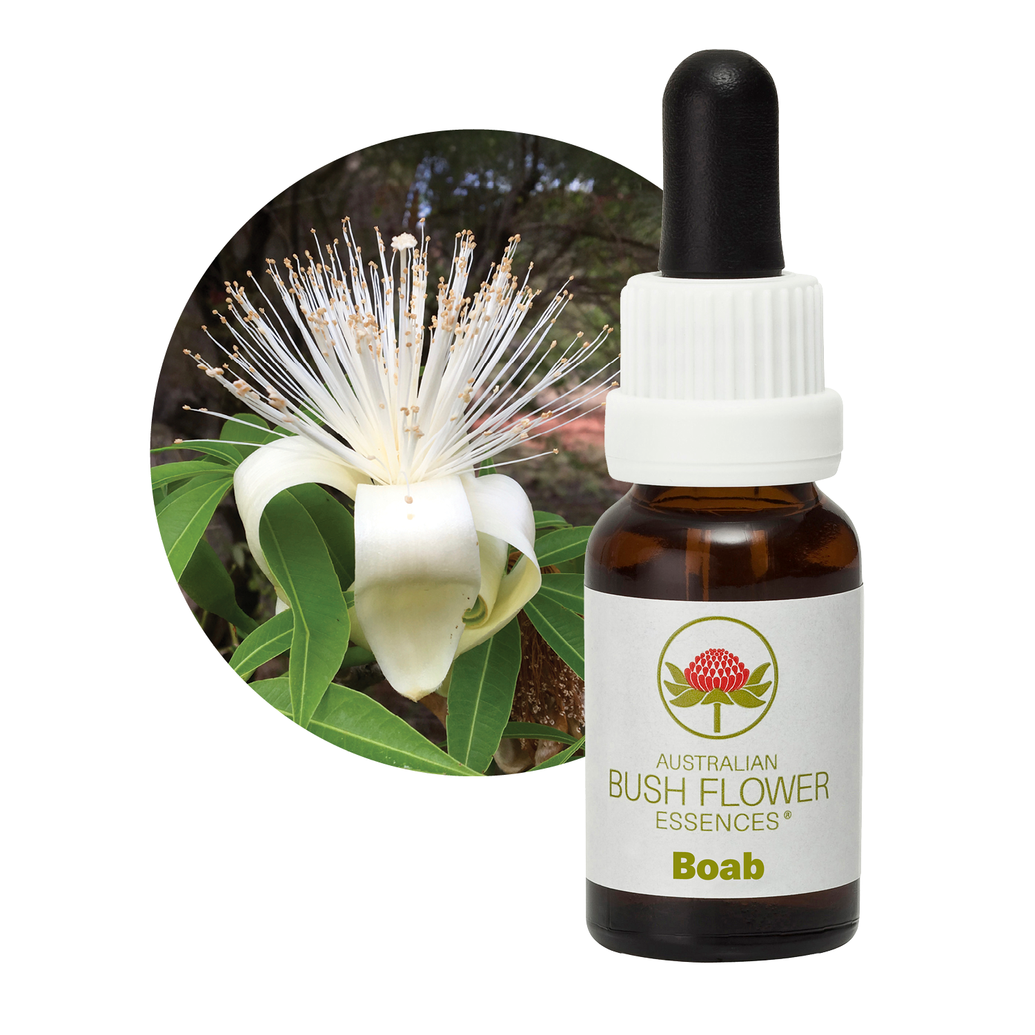 Boab - Australia – Australian Bush Flower Essences