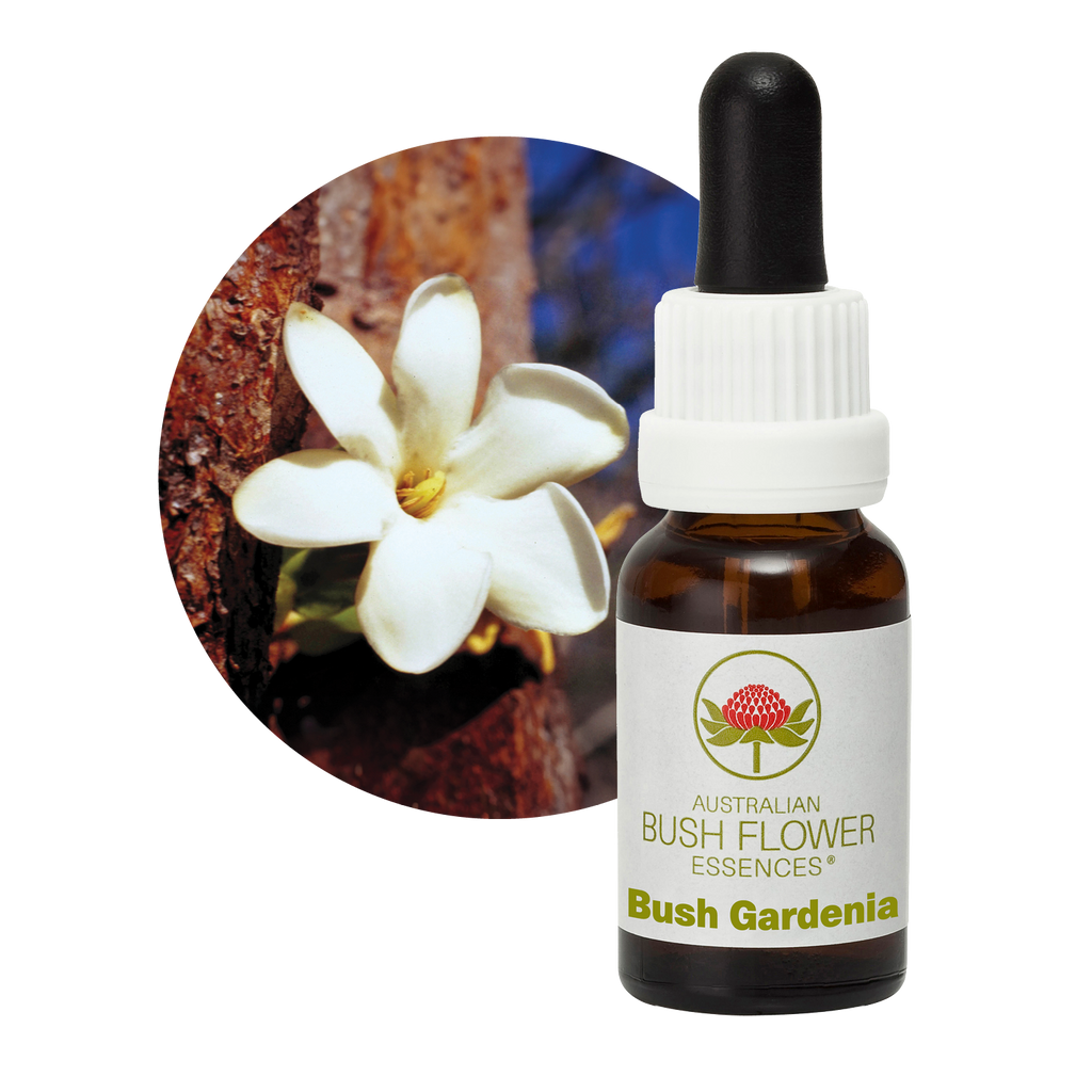 Bush Gardenia - Australia – Australian Bush Flower Essences