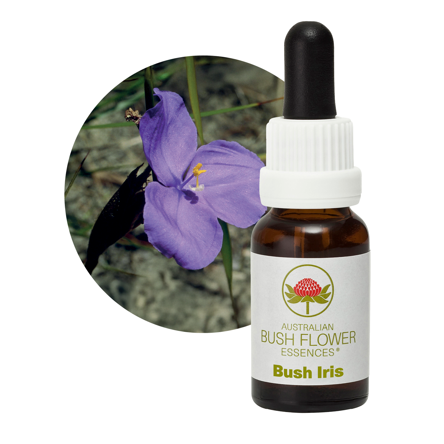 Bush Iris - Australia – Australian Bush Flower Essences