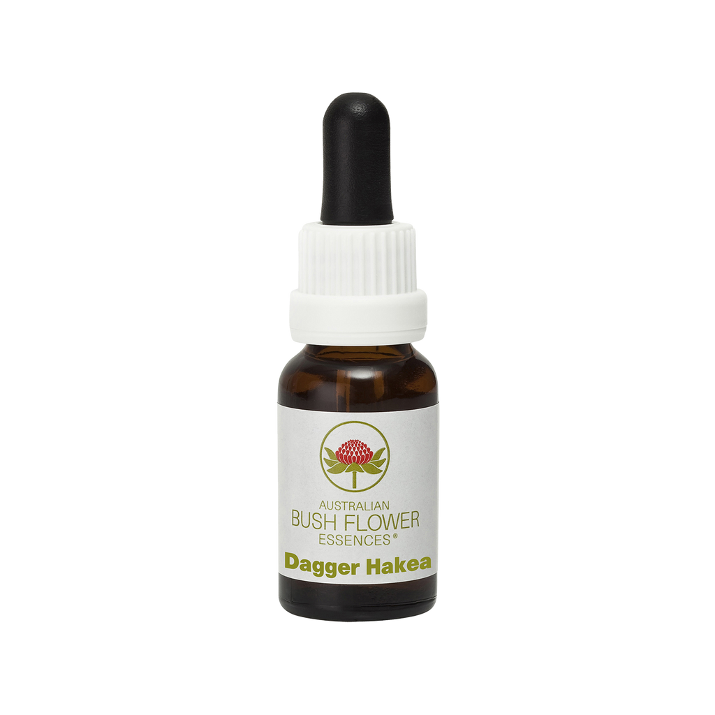 Dagger Hakea - Australia – Australian Bush Flower Essences