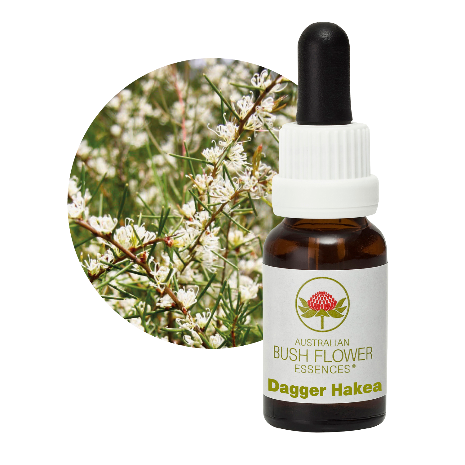 Dagger Hakea - Australia – Australian Bush Flower Essences