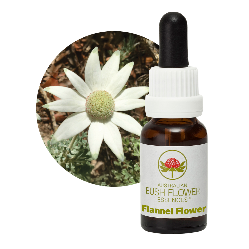 Flannel Flower Bush Essence – Australian Bush Flower Essences