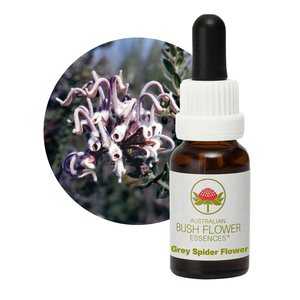 Grey Spider Flower - Australia – Australian Bush Flower Essences