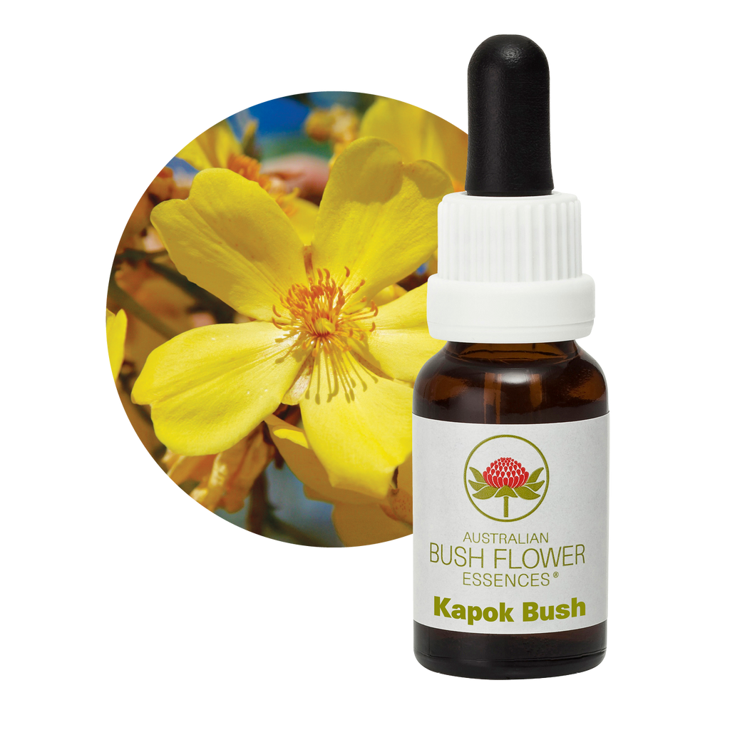 Kapok Bush - Australia – Australian Bush Flower Essences