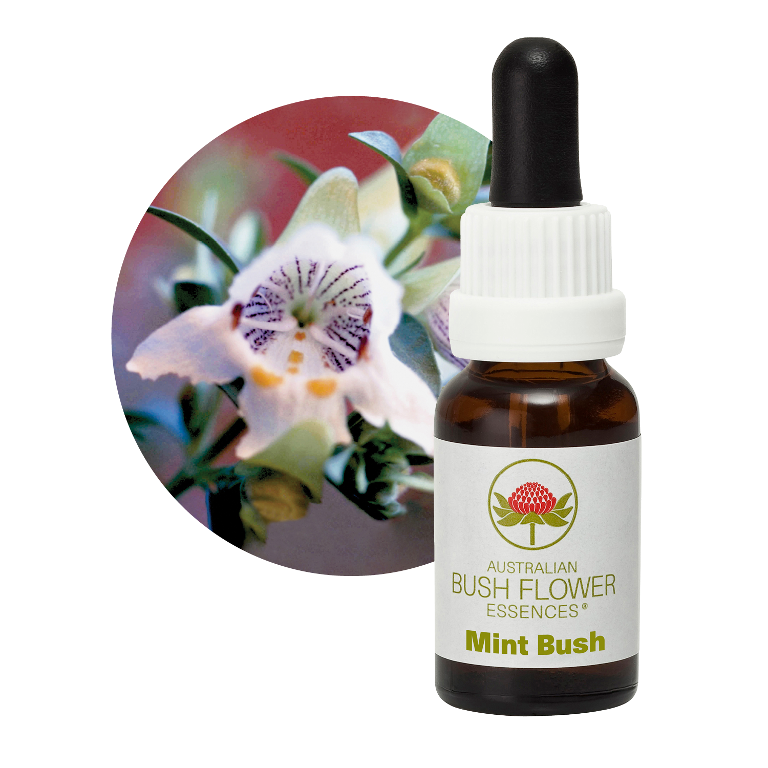Mint Bush - Australia – Australian Bush Flower Essences