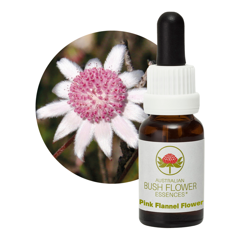 Pink Flannel Flower Essence – Australian Bush Flower Essences