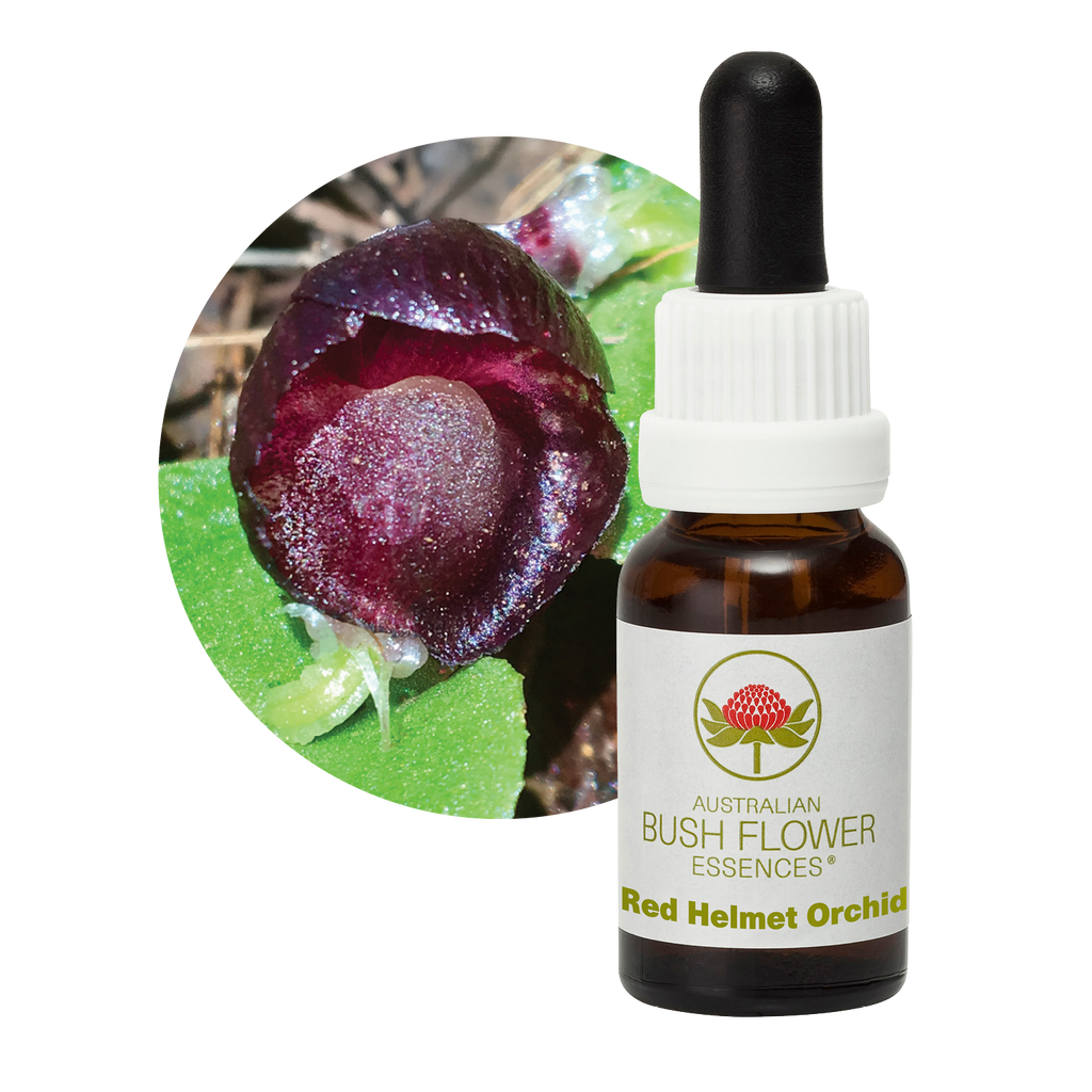 Red Helmet Orchid Essence – Australian Bush Flower Essences
