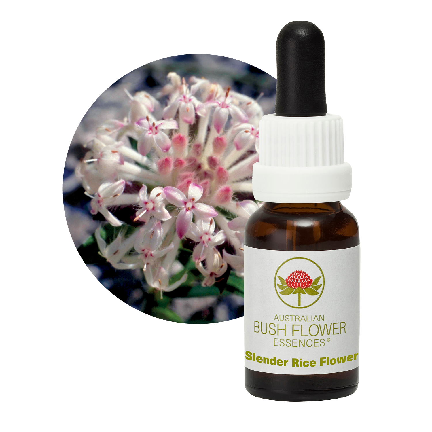 Slender Rice Flower - Australia – Australian Bush Flower Essences