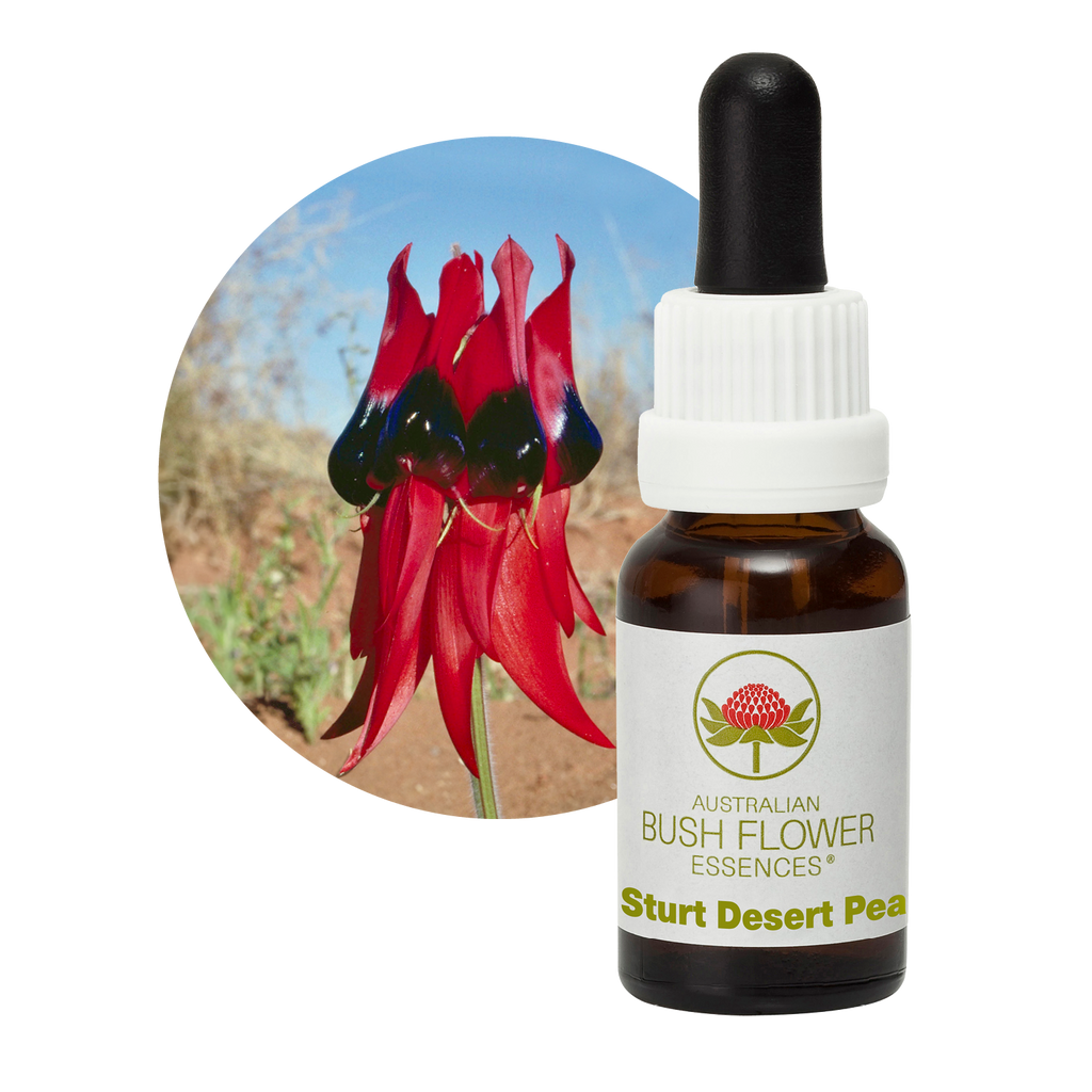 Sturt Desert Pea - Australia – Australian Bush Flower Essences