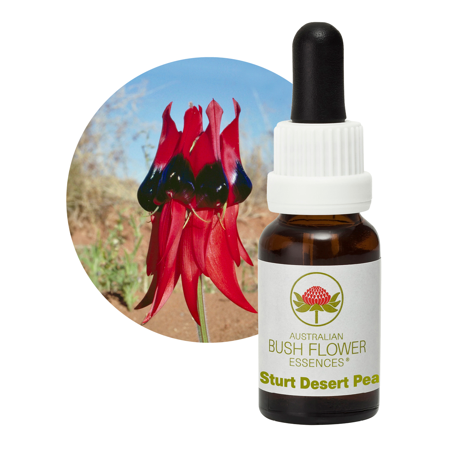 Sturt Desert Pea - Australia – Australian Bush Flower Essences