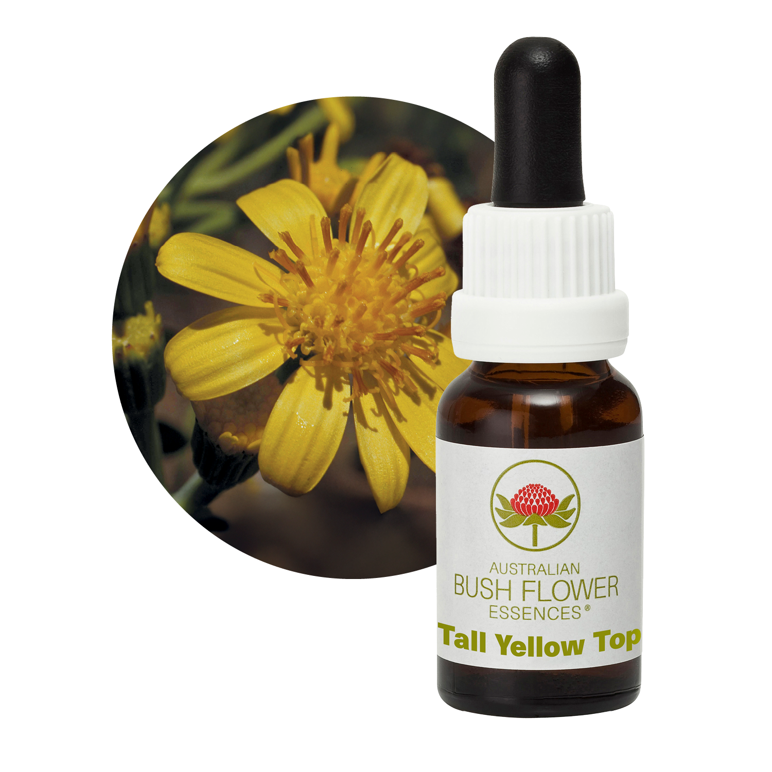 Tall Yellow Top - Australia – Australian Bush Flower Essences