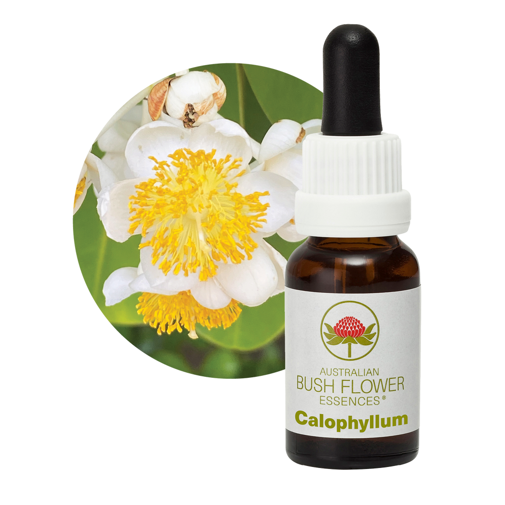 Calophyllum - Australia – Australian Bush Flower Essences