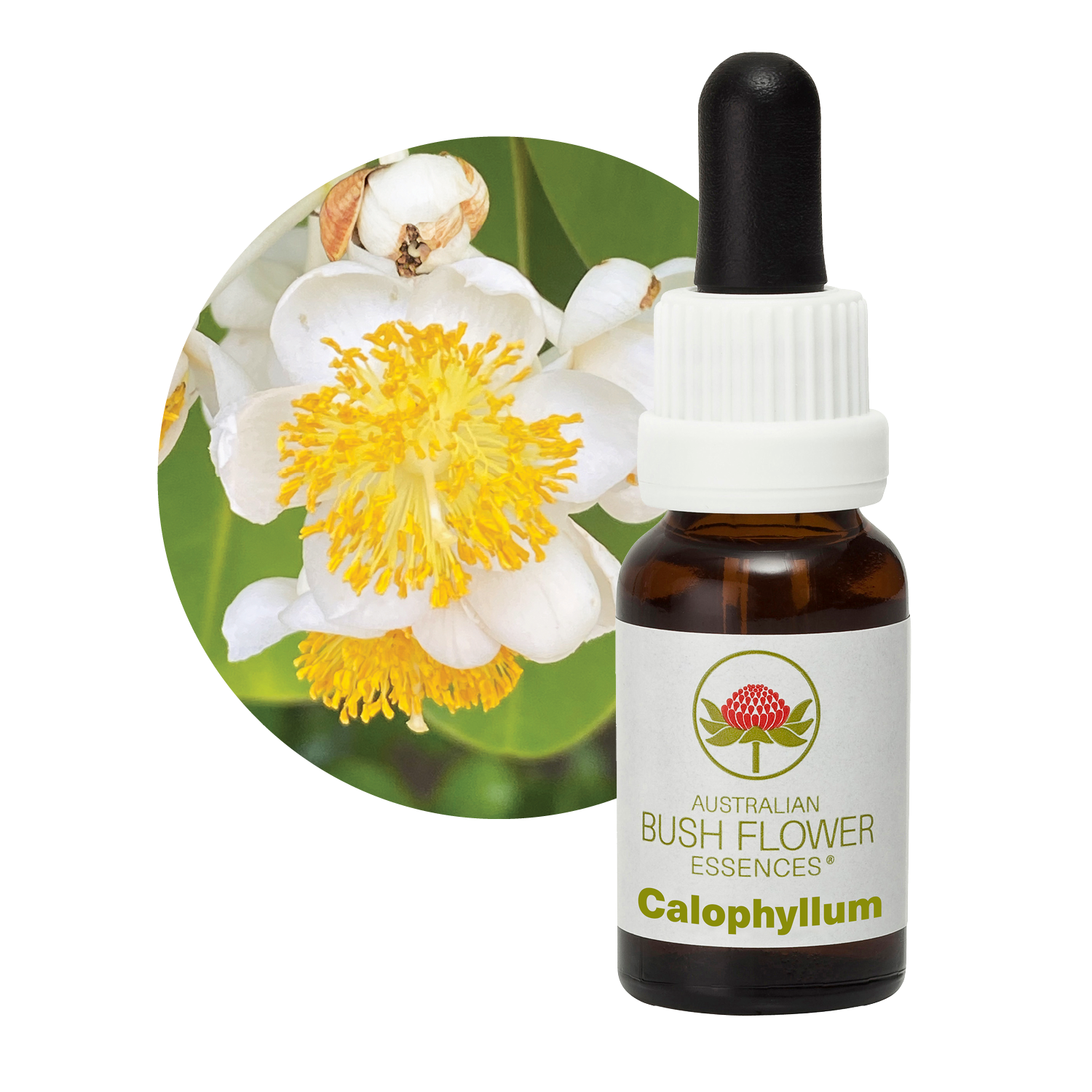 Calophyllum - Australia – Australian Bush Flower Essences