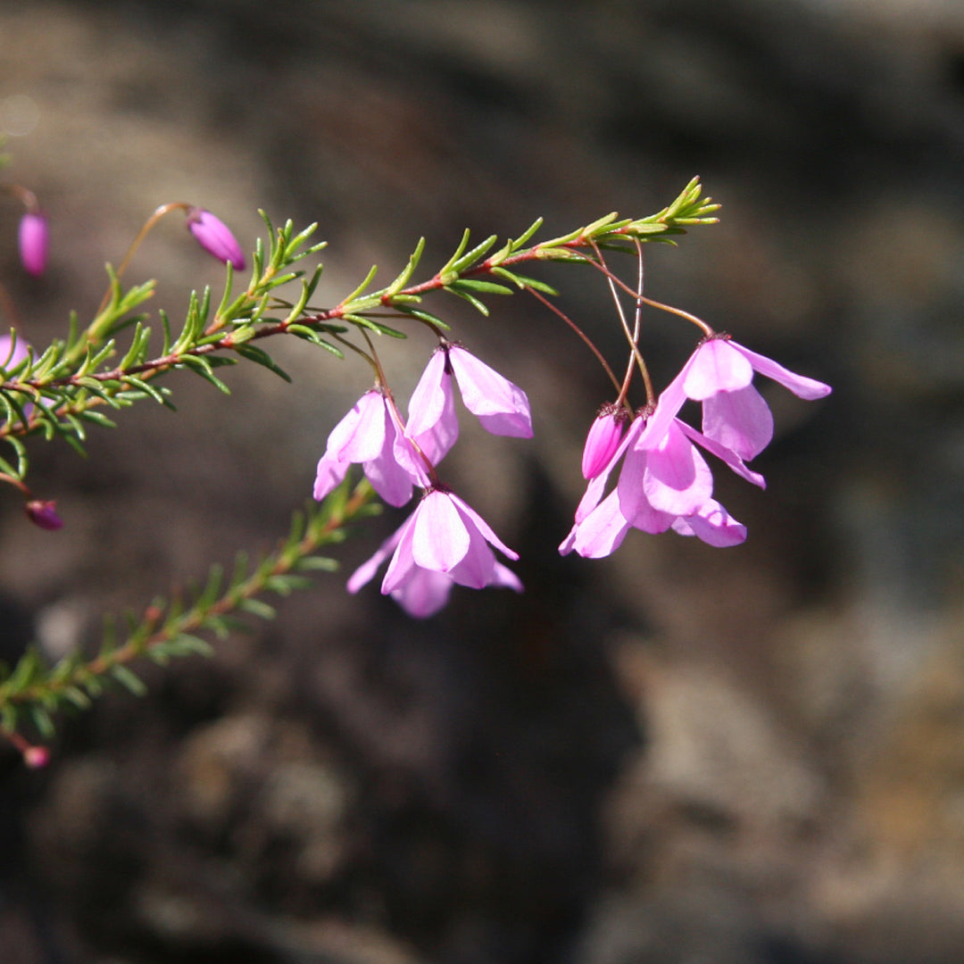 Australian Bush Flower Essences