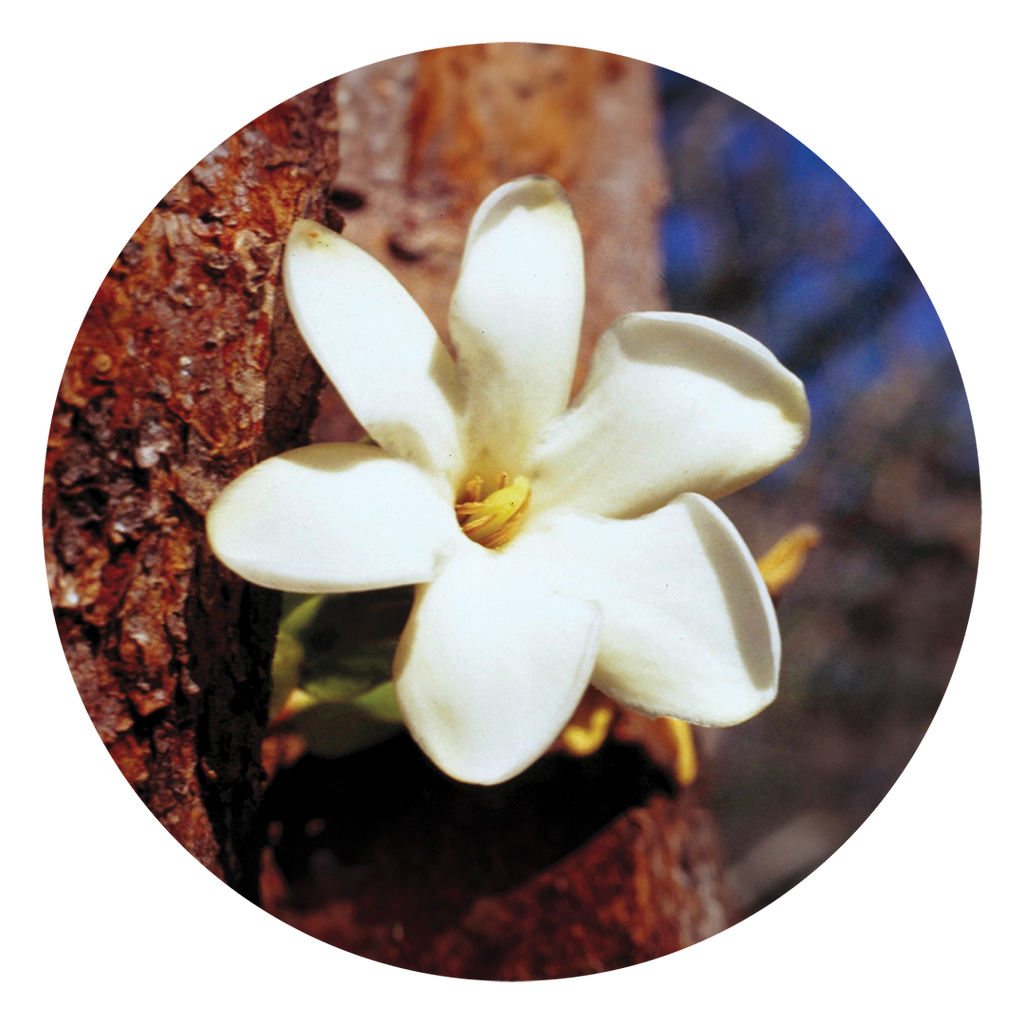 Bush Gardenia - Australia – Australian Bush Flower Essences