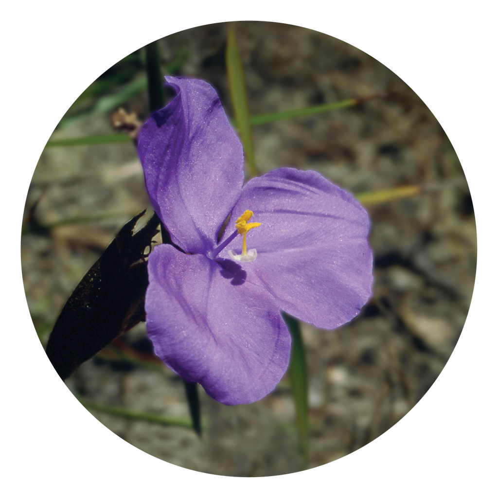 Bush Iris - Australia – Australian Bush Flower Essences