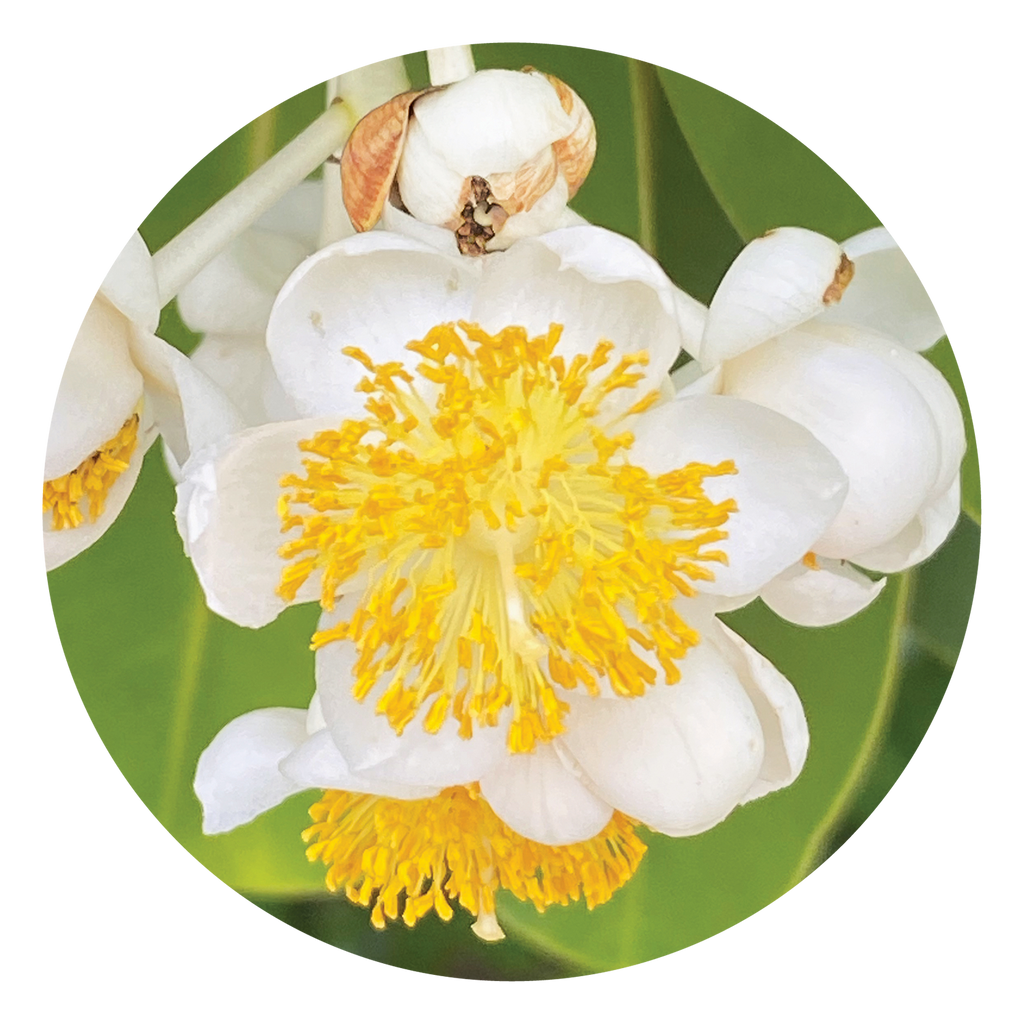 Calophyllum - Australia – Australian Bush Flower Essences