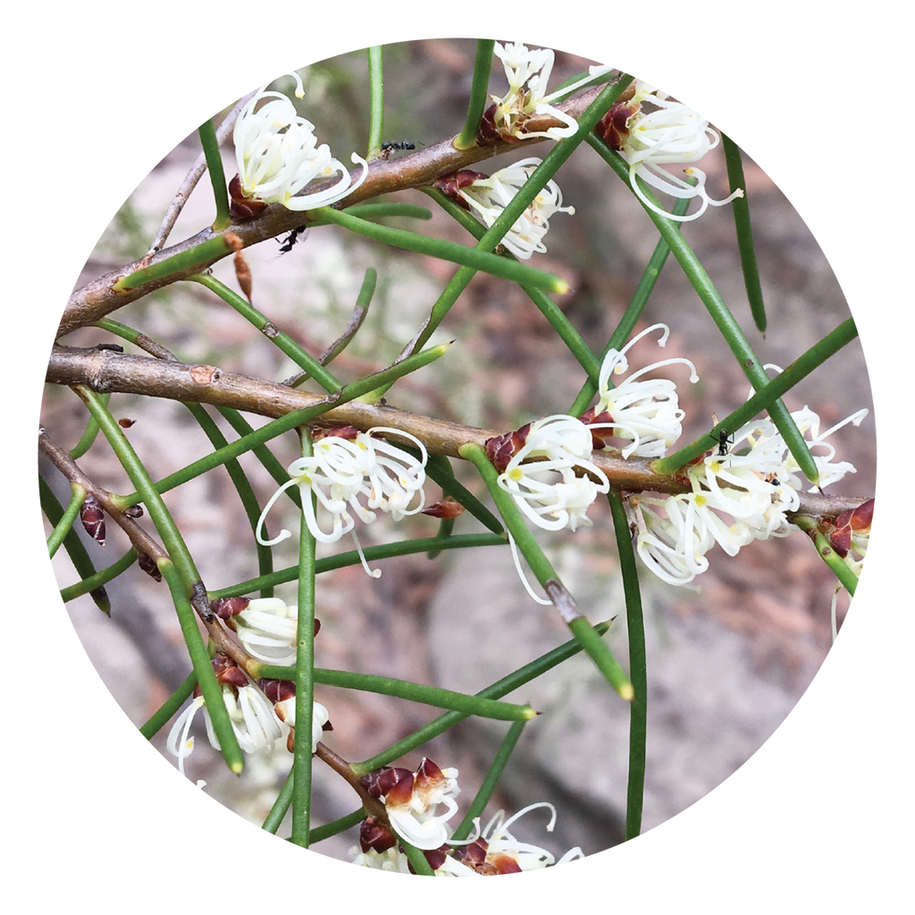 Dagger Hakea - Australia – Australian Bush Flower Essences