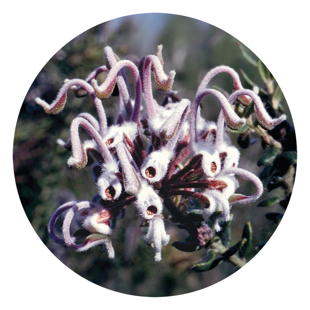 Grey Spider Flower - Australia – Australian Bush Flower Essences