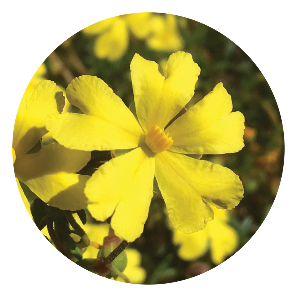 Hibbertia - Australia – Australian Bush Flower Essences