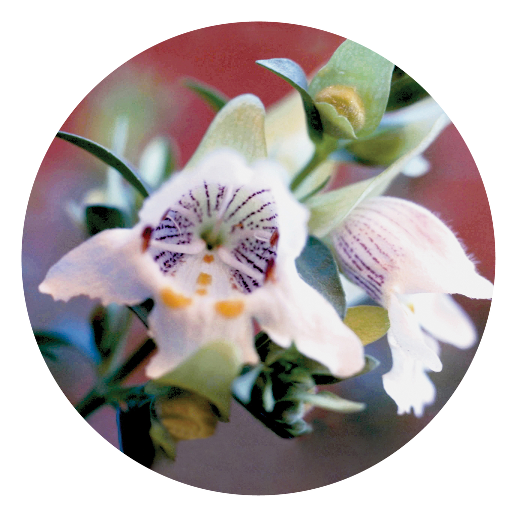 Mint Bush - Australia – Australian Bush Flower Essences