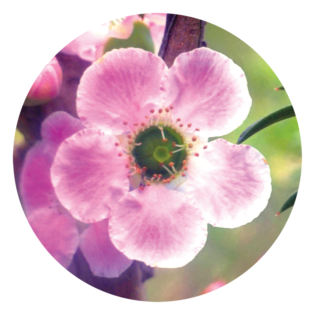 Peach-flowered Tea-tree – Australian Bush Flower Essences