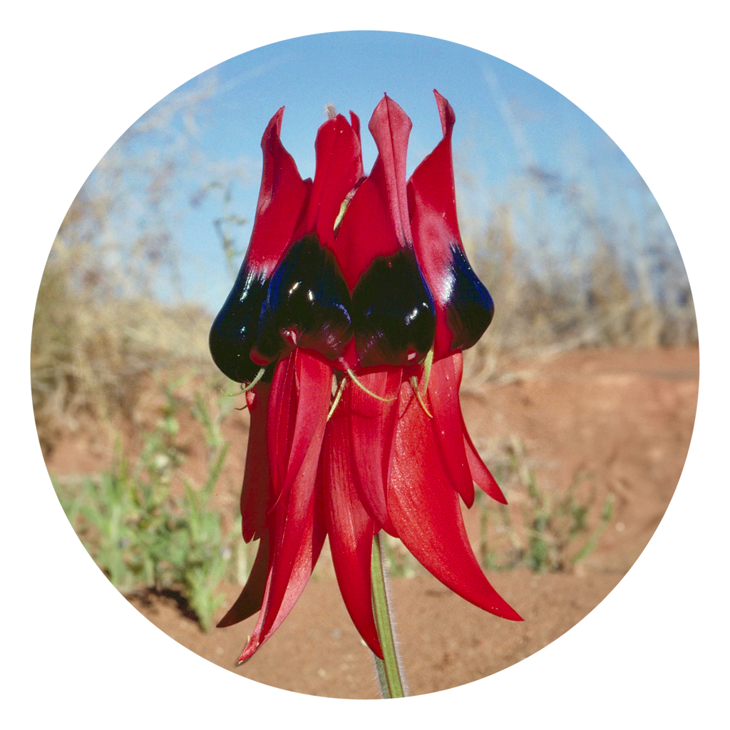 Sturt Desert Pea - Australia – Australian Bush Flower Essences