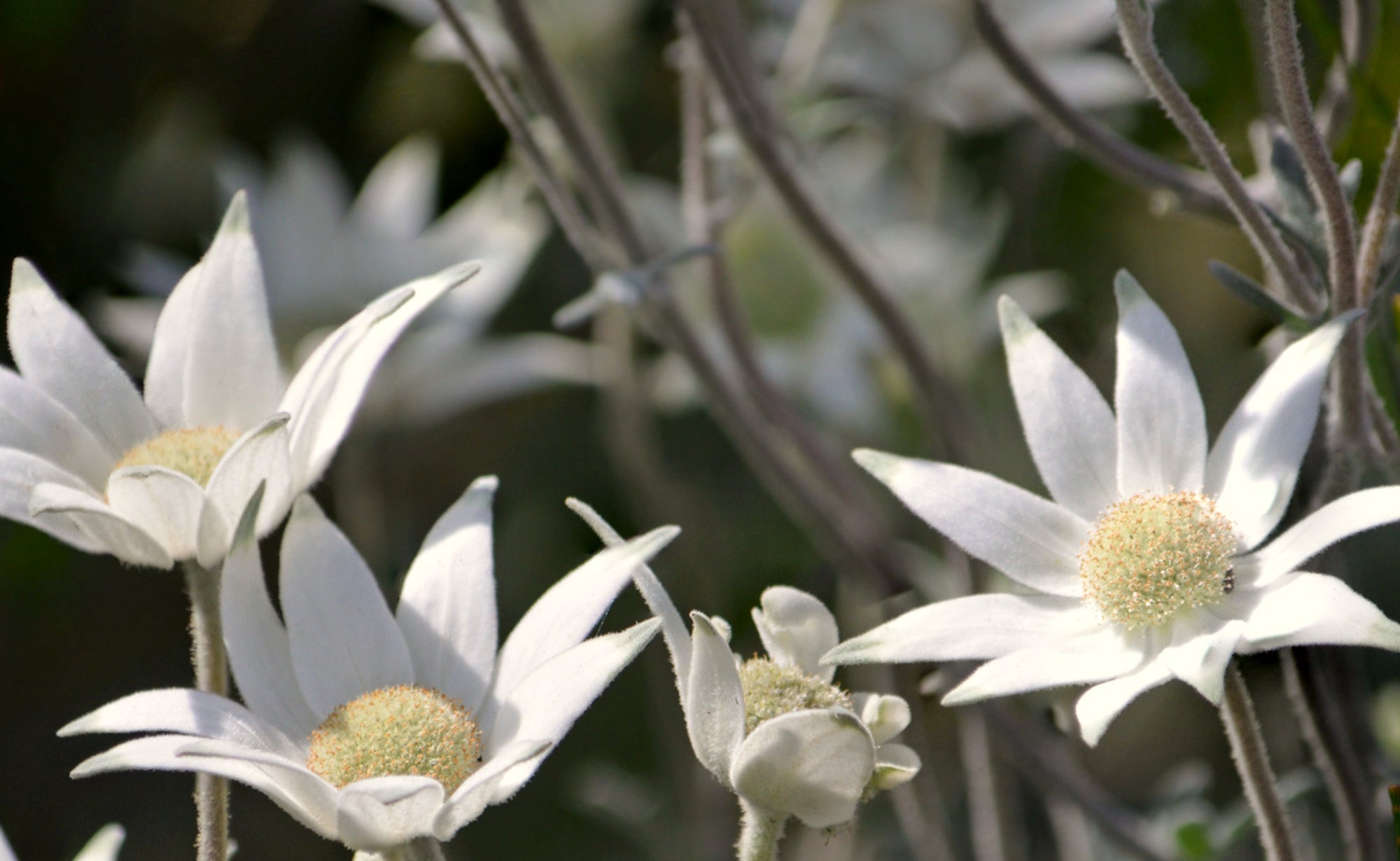 Australian Bush Flower Essences